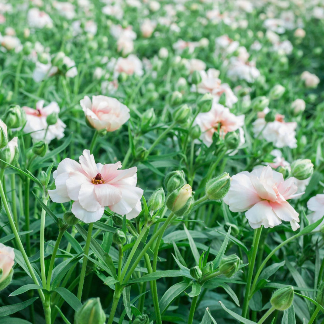 Ranunculus – Sarah's Cut Flowers