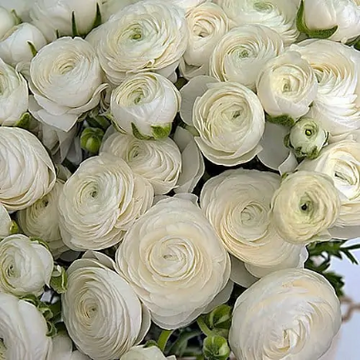 Ranunculus – Sarah's Cut Flowers
