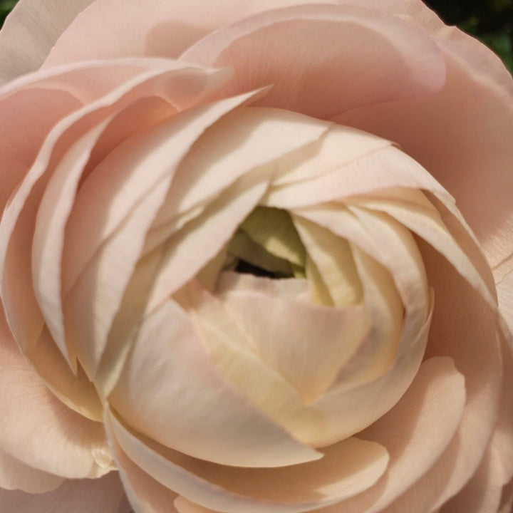 Ranunculus – Sarah's Cut Flowers